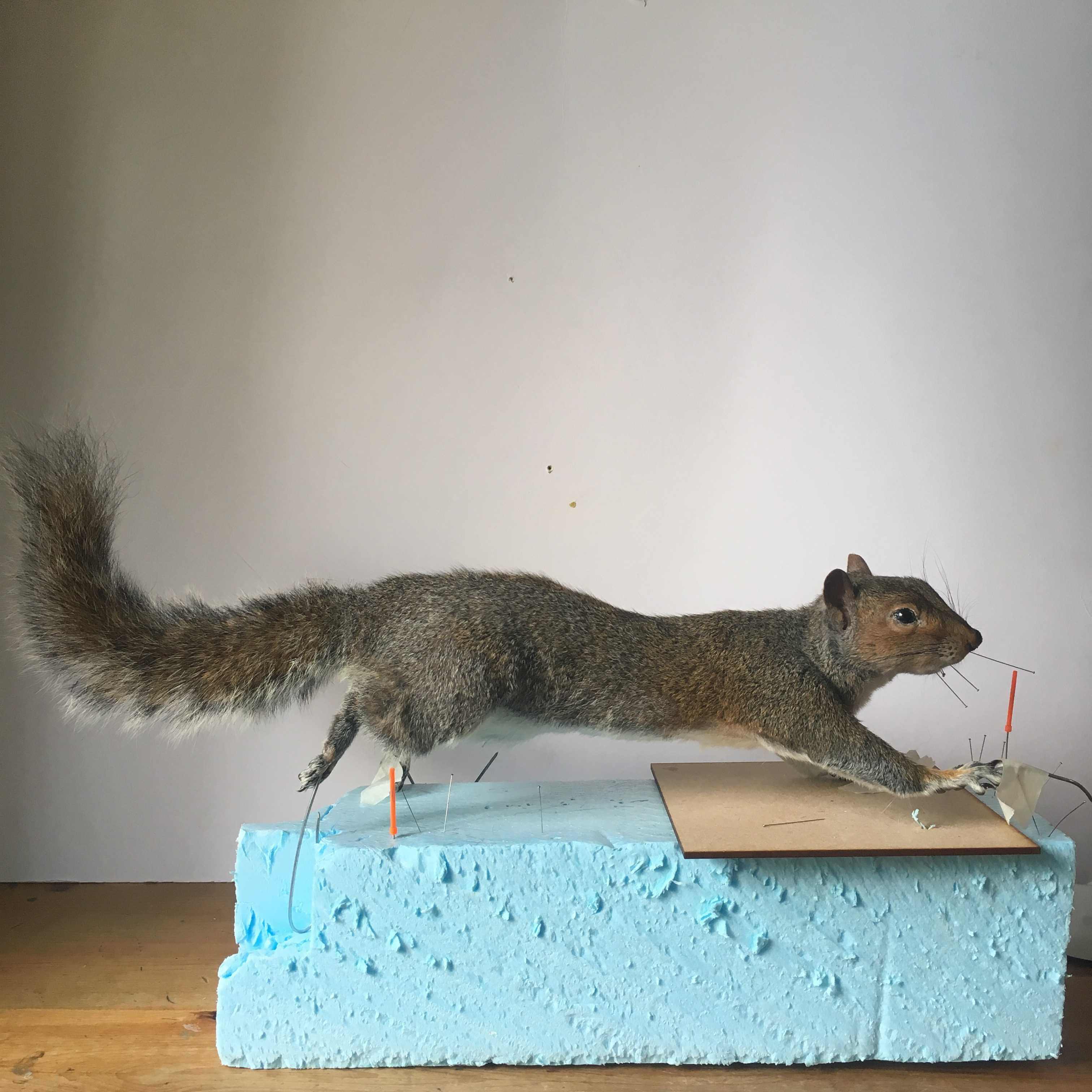 'The Highbury Squirrel'