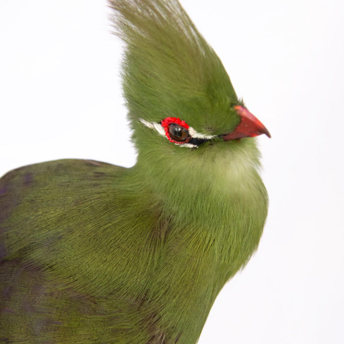 Exotic Taxidermy Guinea Turaco (Tauraco persa) For Sale | BIRDS